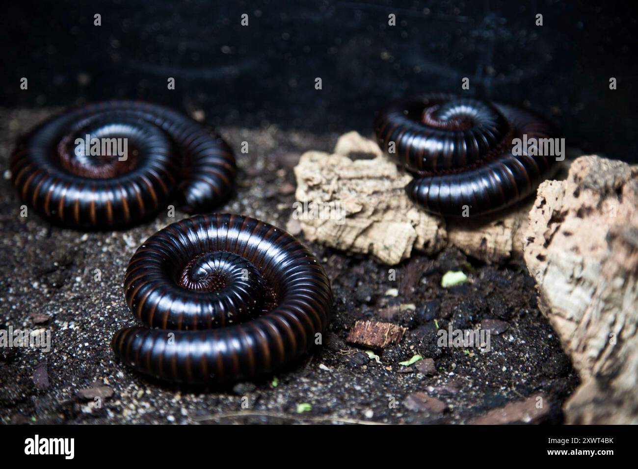 Millipedes in soil hi-res stock photography and images - Alamy