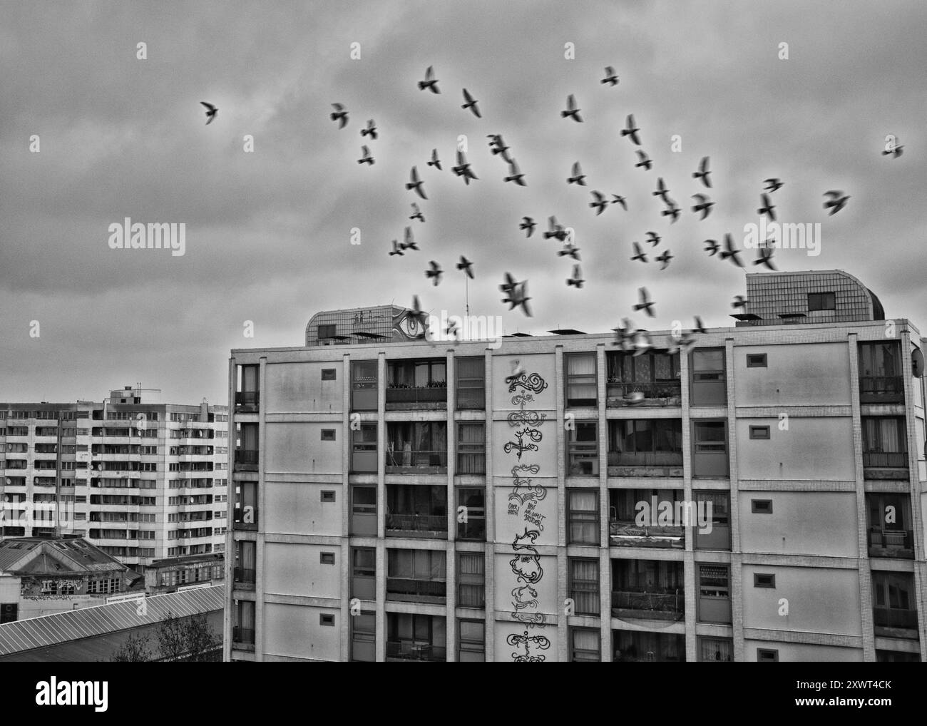 Flock pigeons soars in hi-res stock photography and images - Alamy