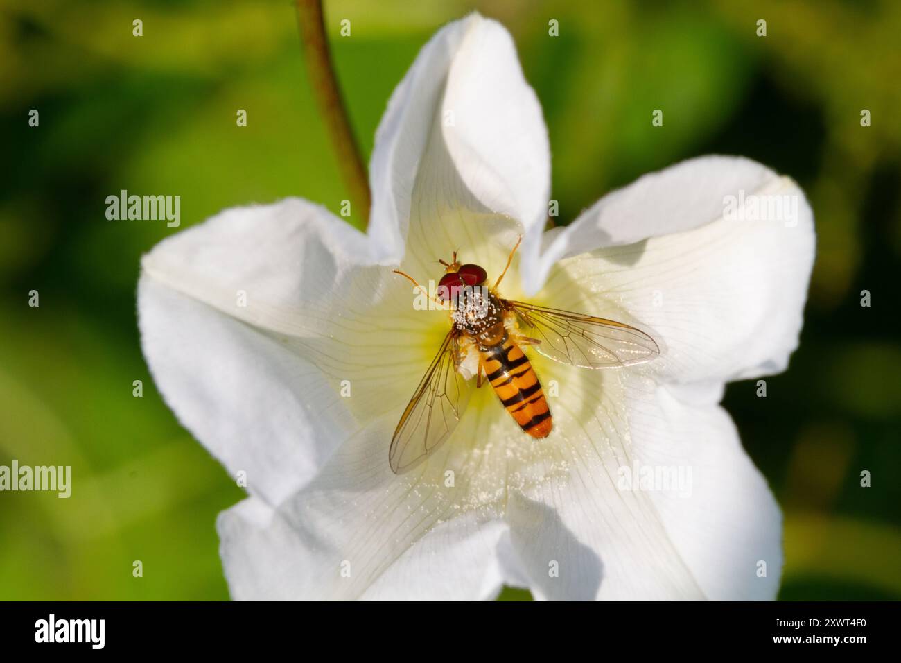Pollination: Marmalade hoverfly, covered with pollen, on flower of ...