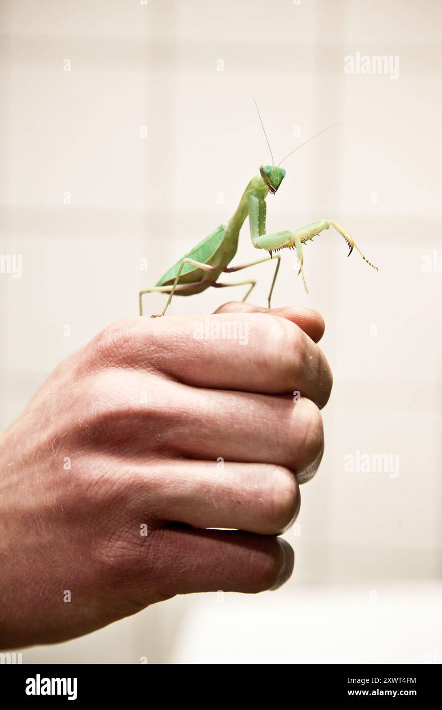 A detailed close-up image of a green praying mantis resting on a human ...
