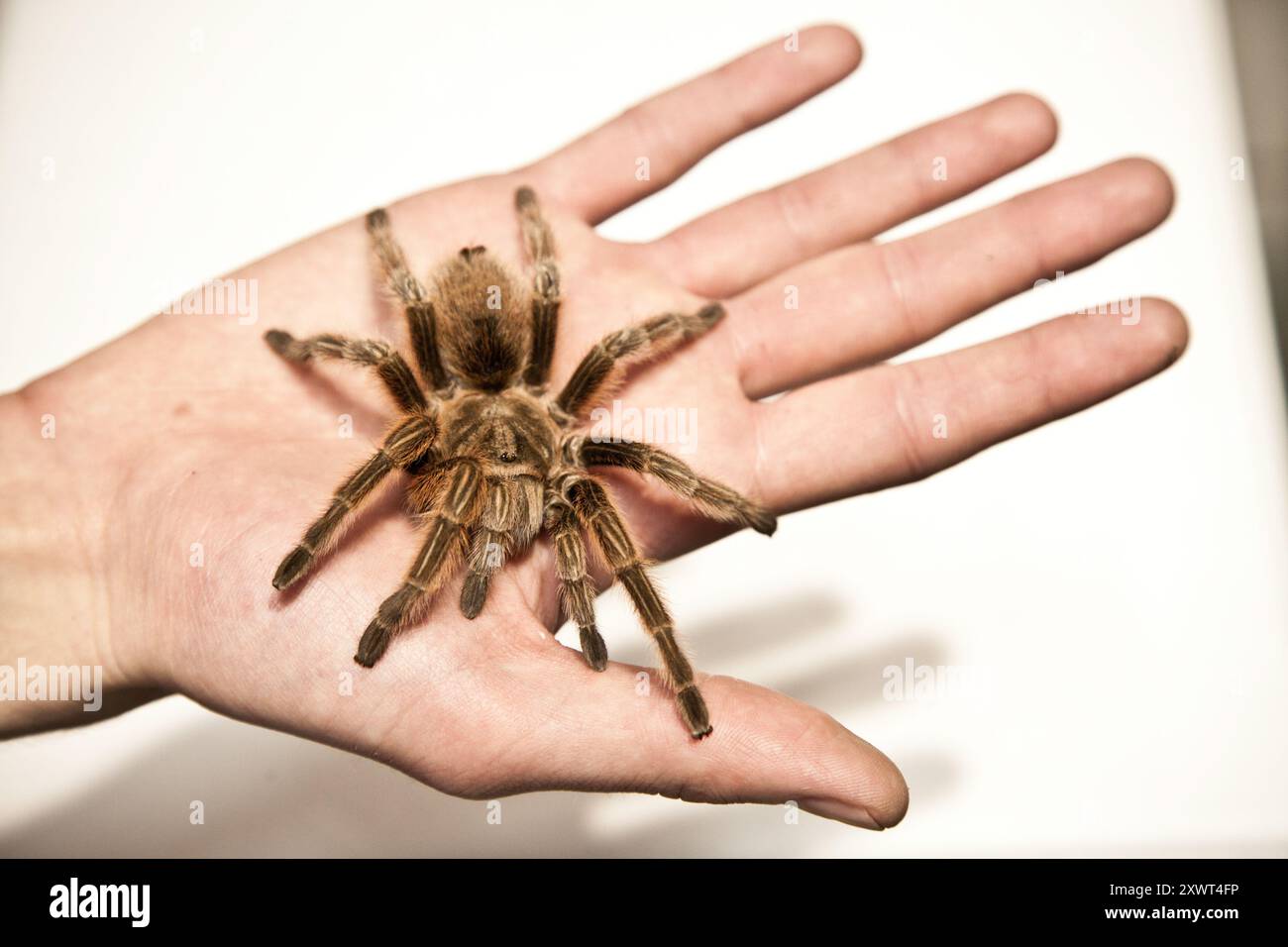 Detailed image persons hand hi-res stock photography and images - Alamy