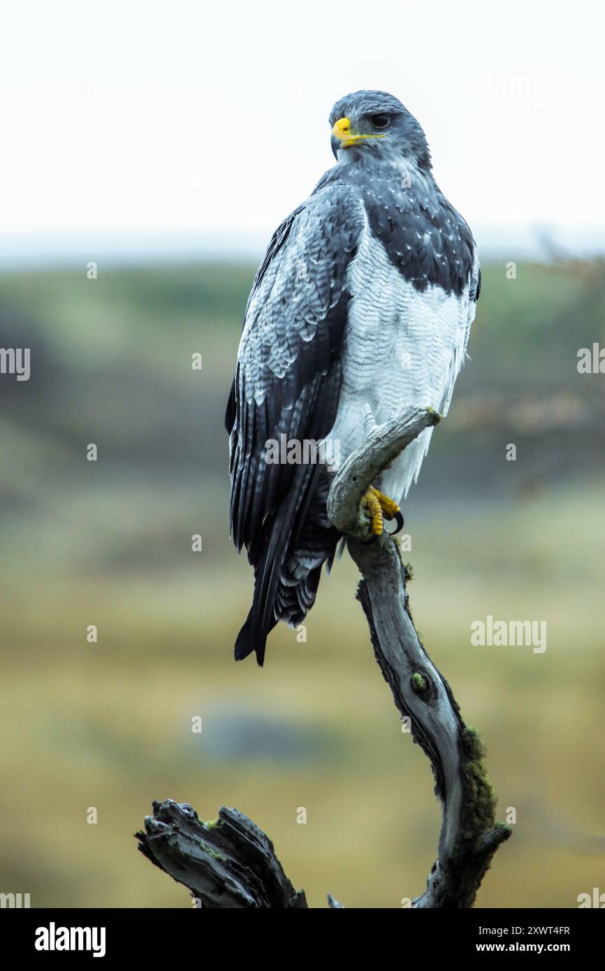 Birds in the Torres Del Paine National Park, Patagonia, Chile Stock ...