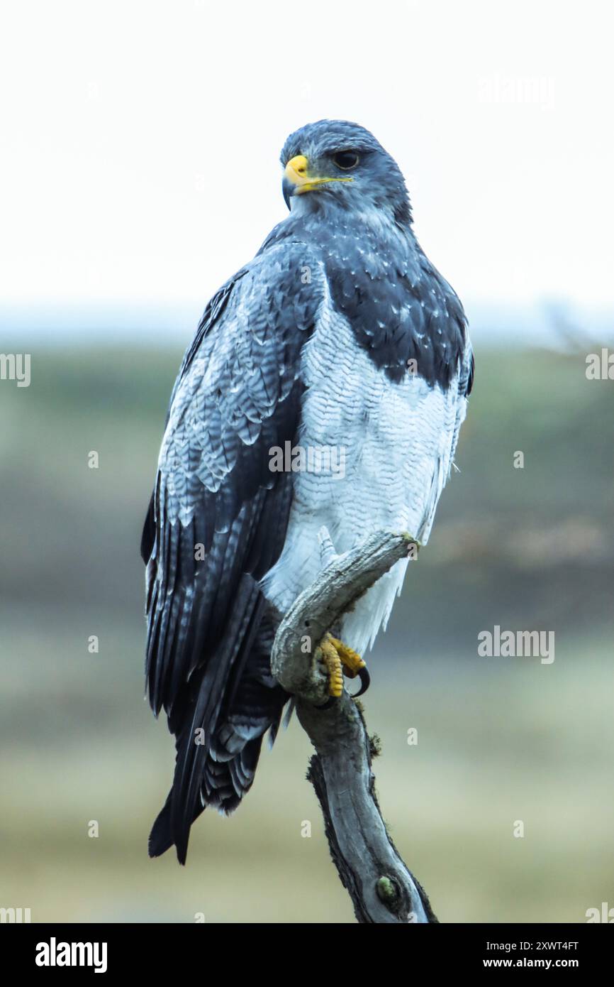 Birds in the Torres Del Paine National Park, Patagonia, Chile Stock ...