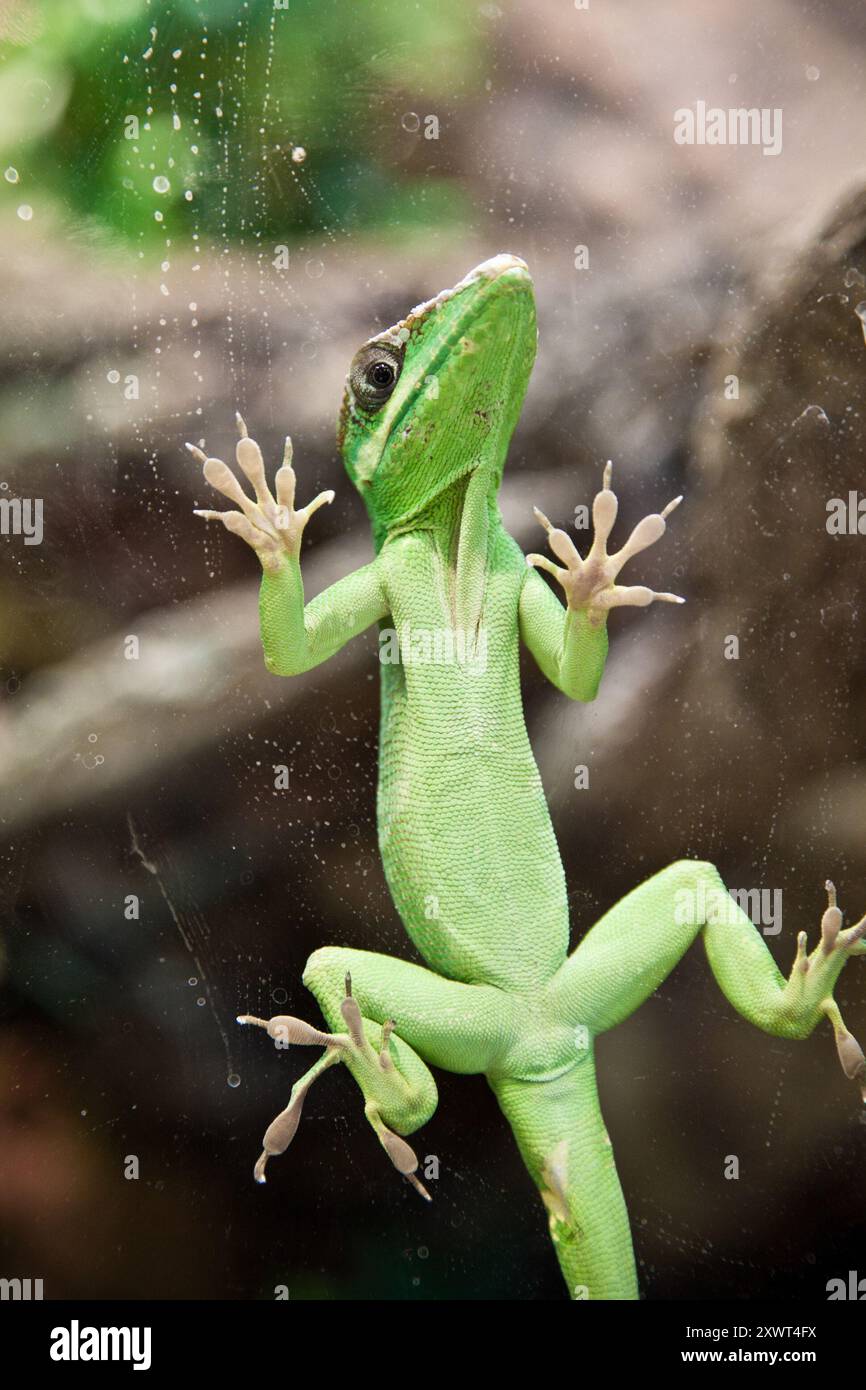 Close-up of a green lizard climbing a transparent glass, representing ...