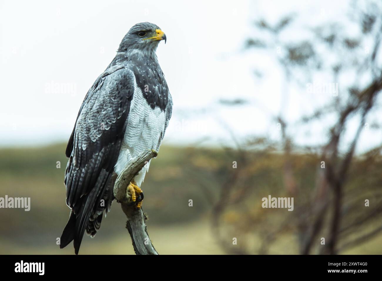 Birds in the Torres Del Paine National Park, Patagonia, Chile Stock ...