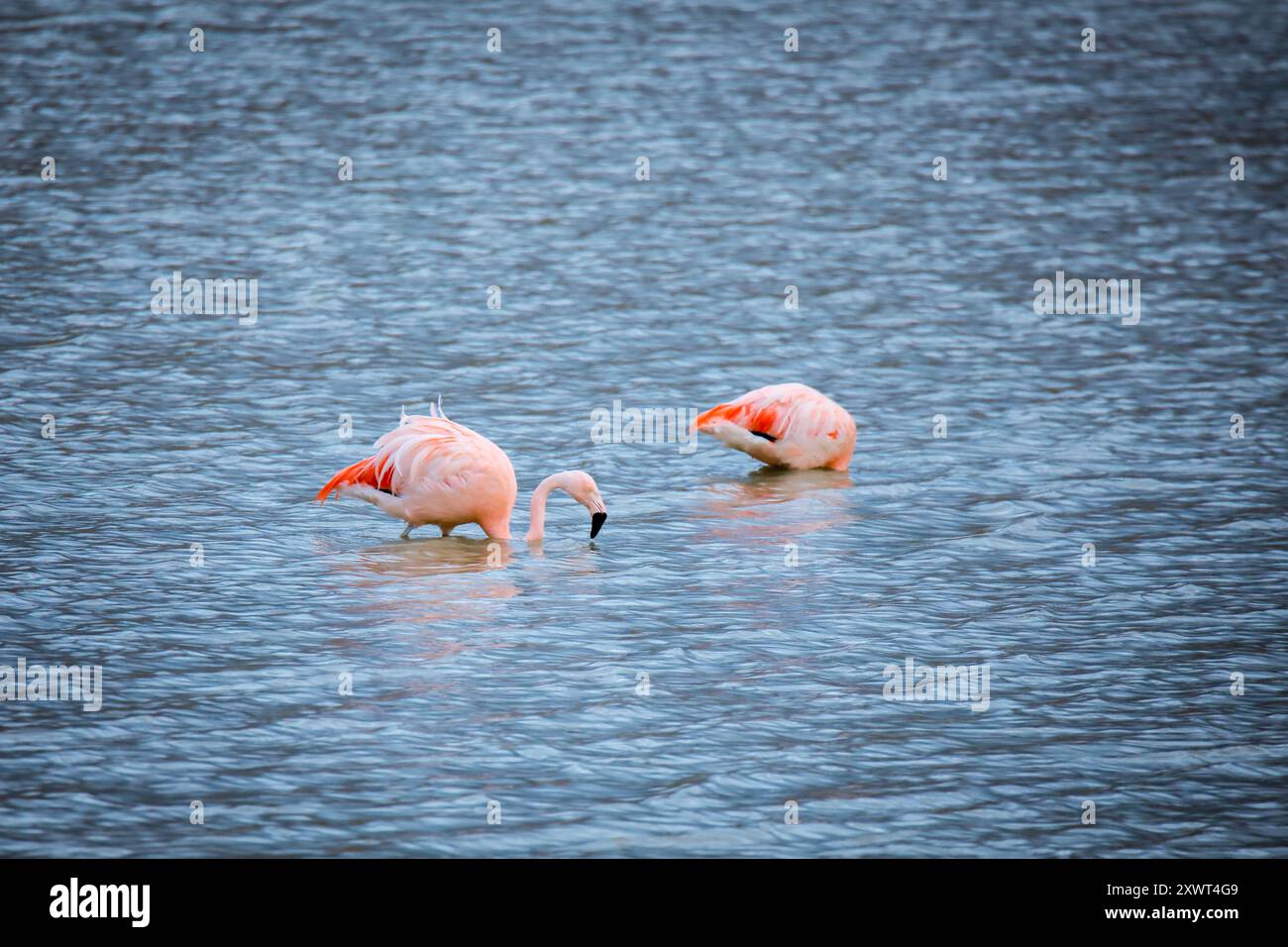 Birds in the Torres Del Paine National Park, Patagonia, Chile Stock ...