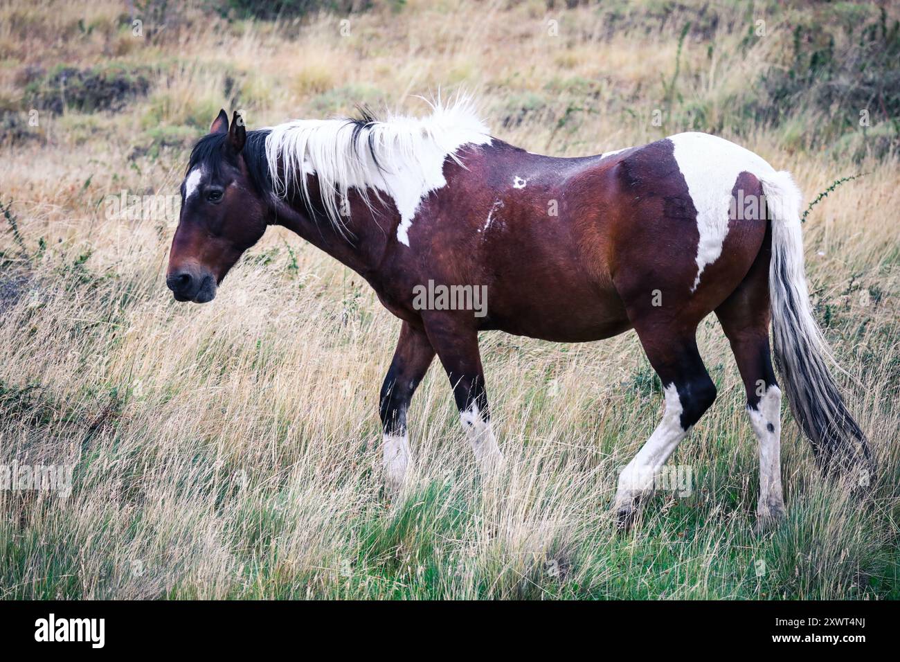 Wild Horses in the Torres Del Paine National Park in Patagonia, Chile ...
