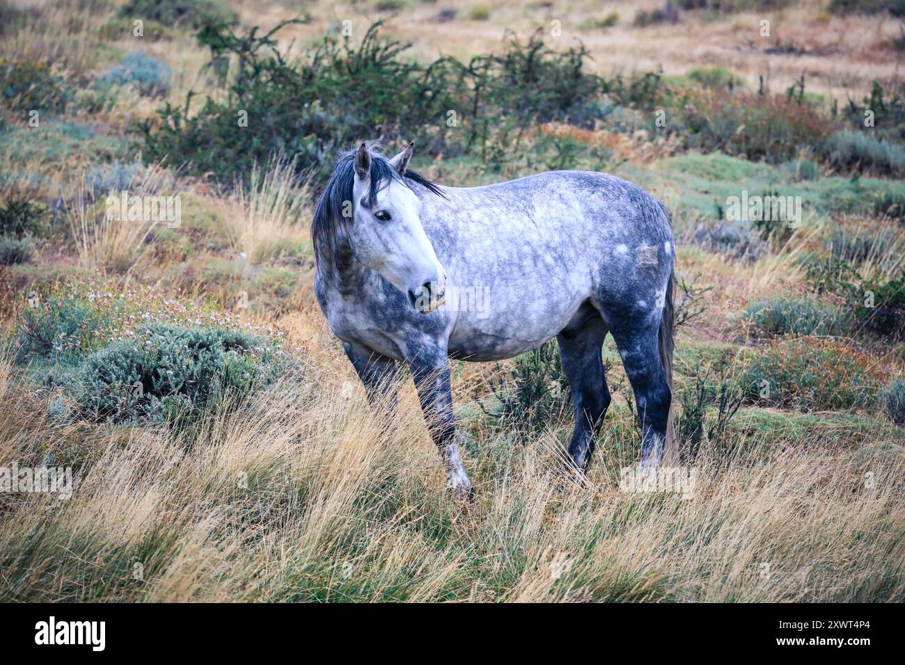 Wild Horses in the Torres Del Paine National Park in Patagonia, Chile ...