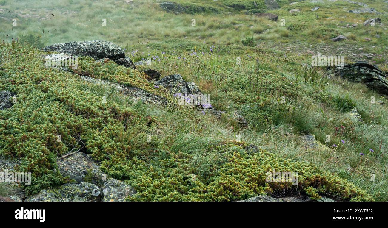 Alpine biome hi-res stock photography and images - Alamy