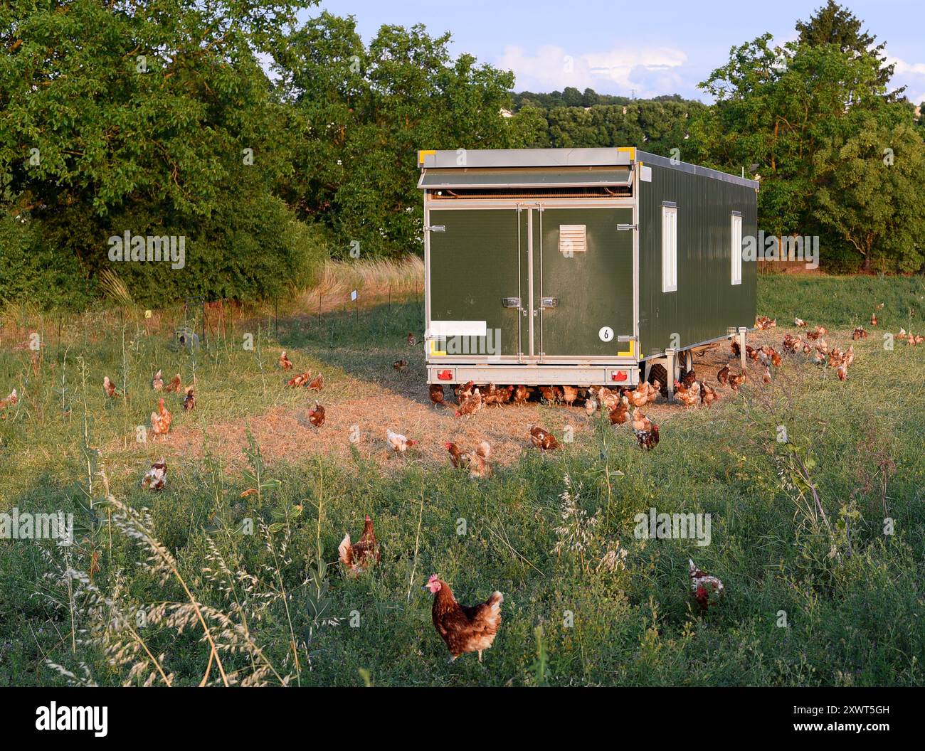 Freeland Chicken grazing around chicken trailer Stock Photo - Alamy