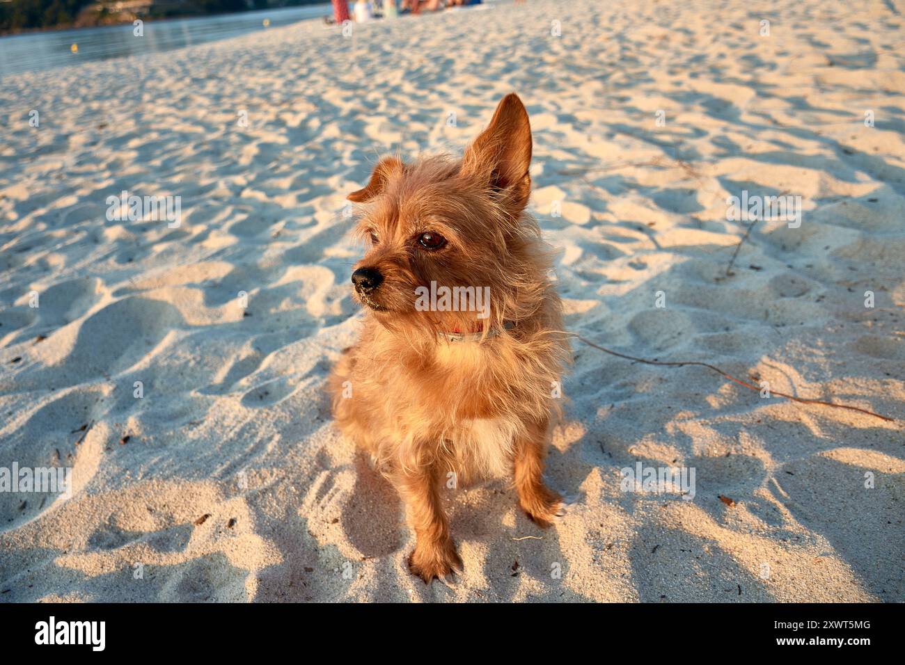 a red-haired Yorkshire Terrier, her glossy coat shining under natural ...