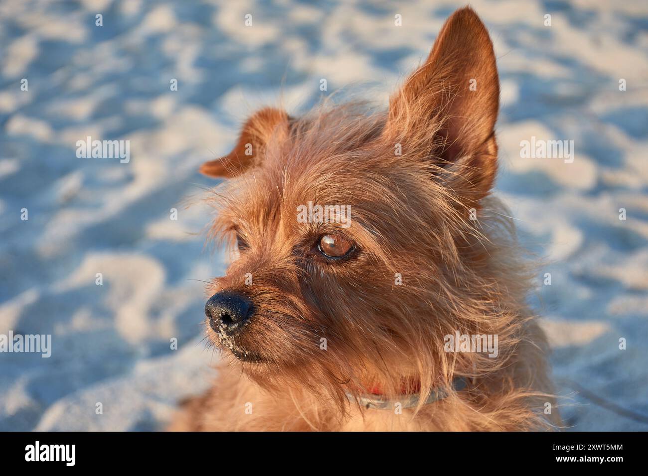 Stylish dog breed hi-res stock photography and images - Alamy