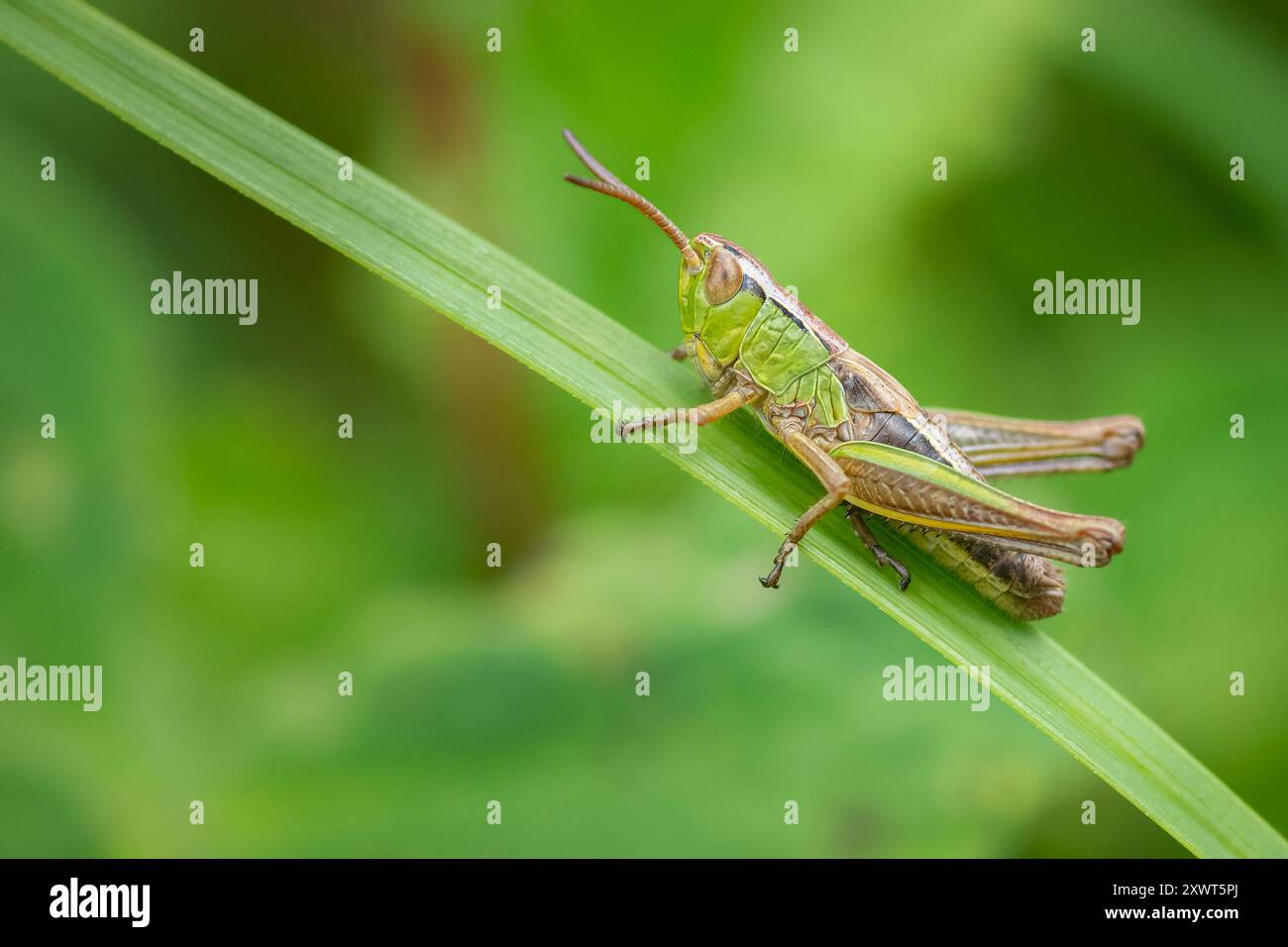 Common Green Grasshopper (Omocestus viridulus), Morton Lochs, Fife ...