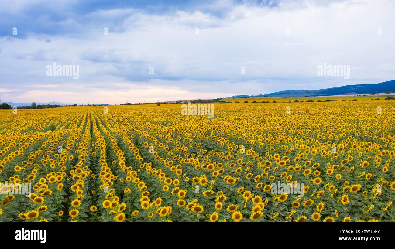 Aerial view of the field of sunflowers Stock Photo - Alamy