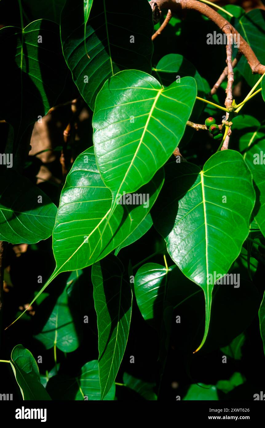 Sacred fig (Ficus religiosa), Moraceae. Large semi-evergreen tree ...