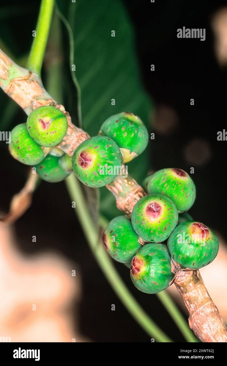Sacred fig (Ficus religiosa), Moraceae. Large semi-evergreen tree ...