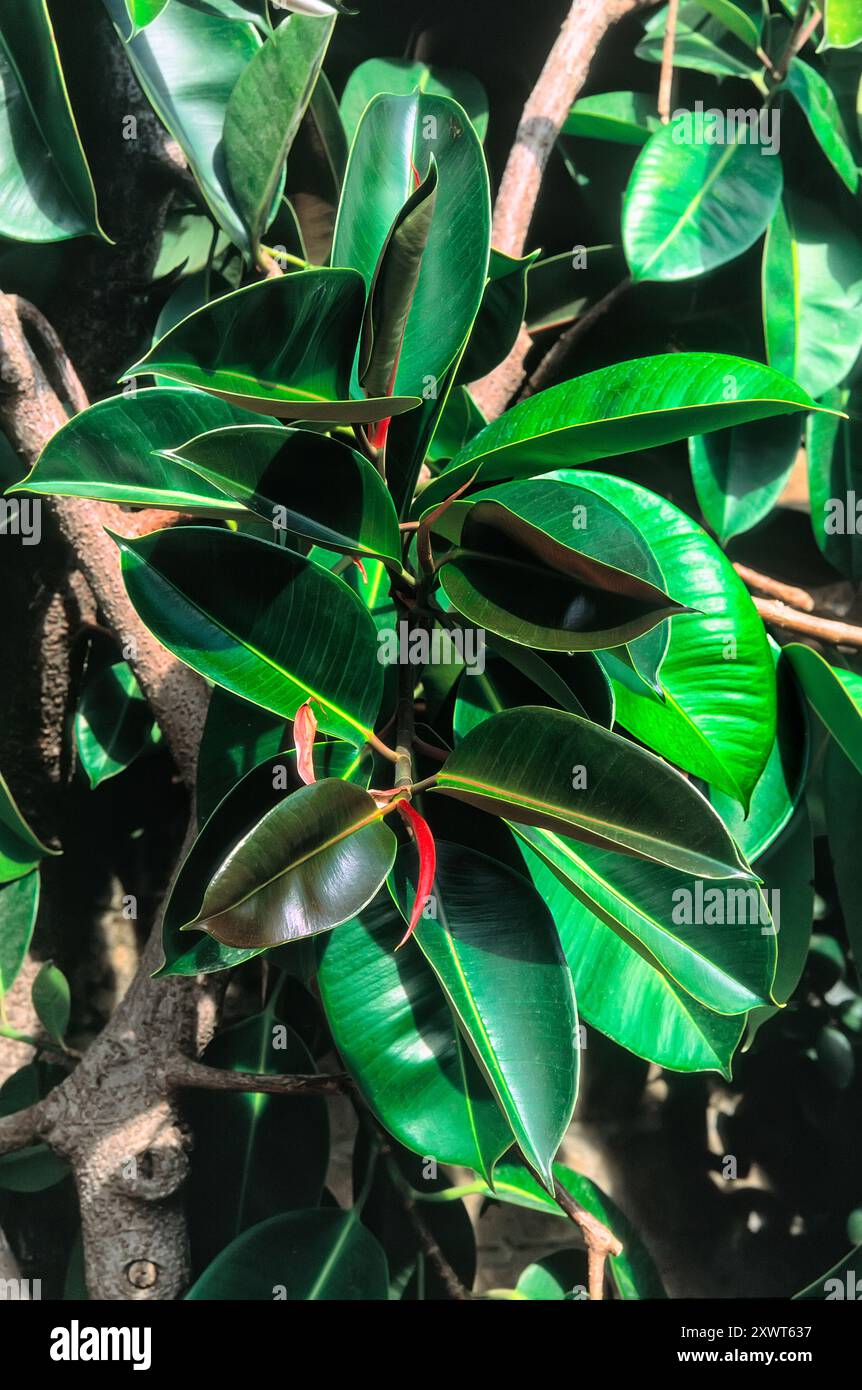 Rubber fig (Ficus elastica Cv. Decora), Moraceae. Evergreen tree ...