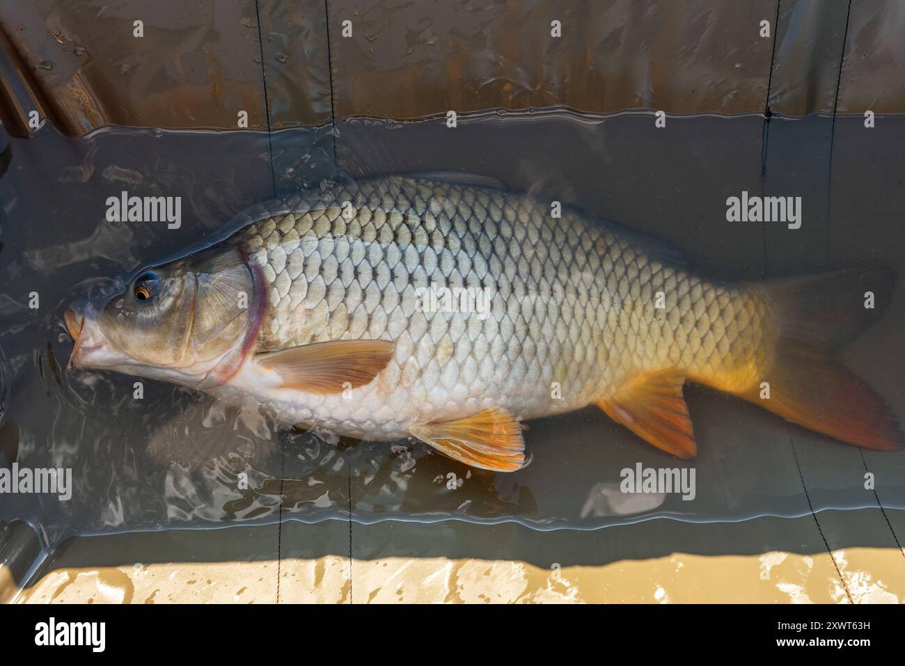 Live carp in a swing caught by sunrise Stock Photo - Alamy