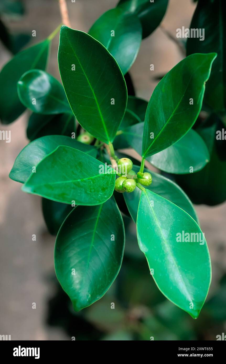Chinese banyan or Malayan banyan (Ficus microcarpa), Moraceae. Large ...
