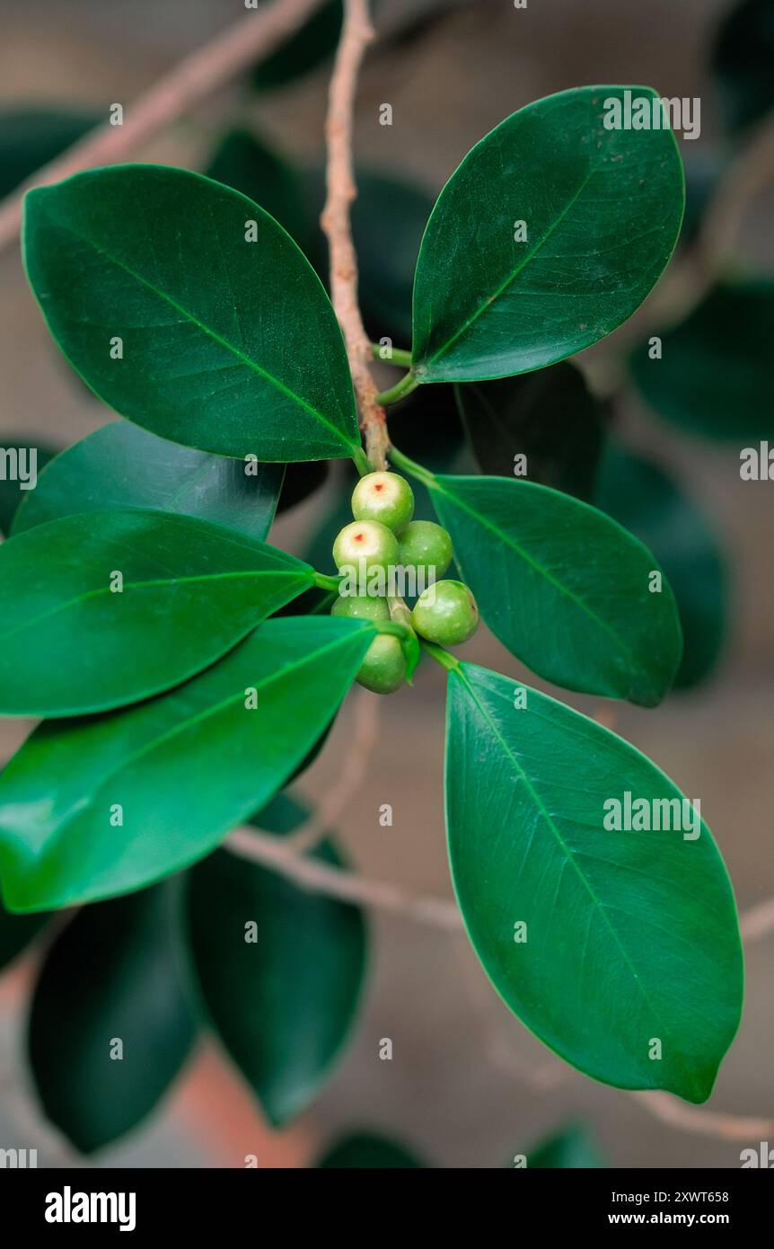 Chinese banyan or Malayan banyan (Ficus microcarpa), Moraceae. Large ...