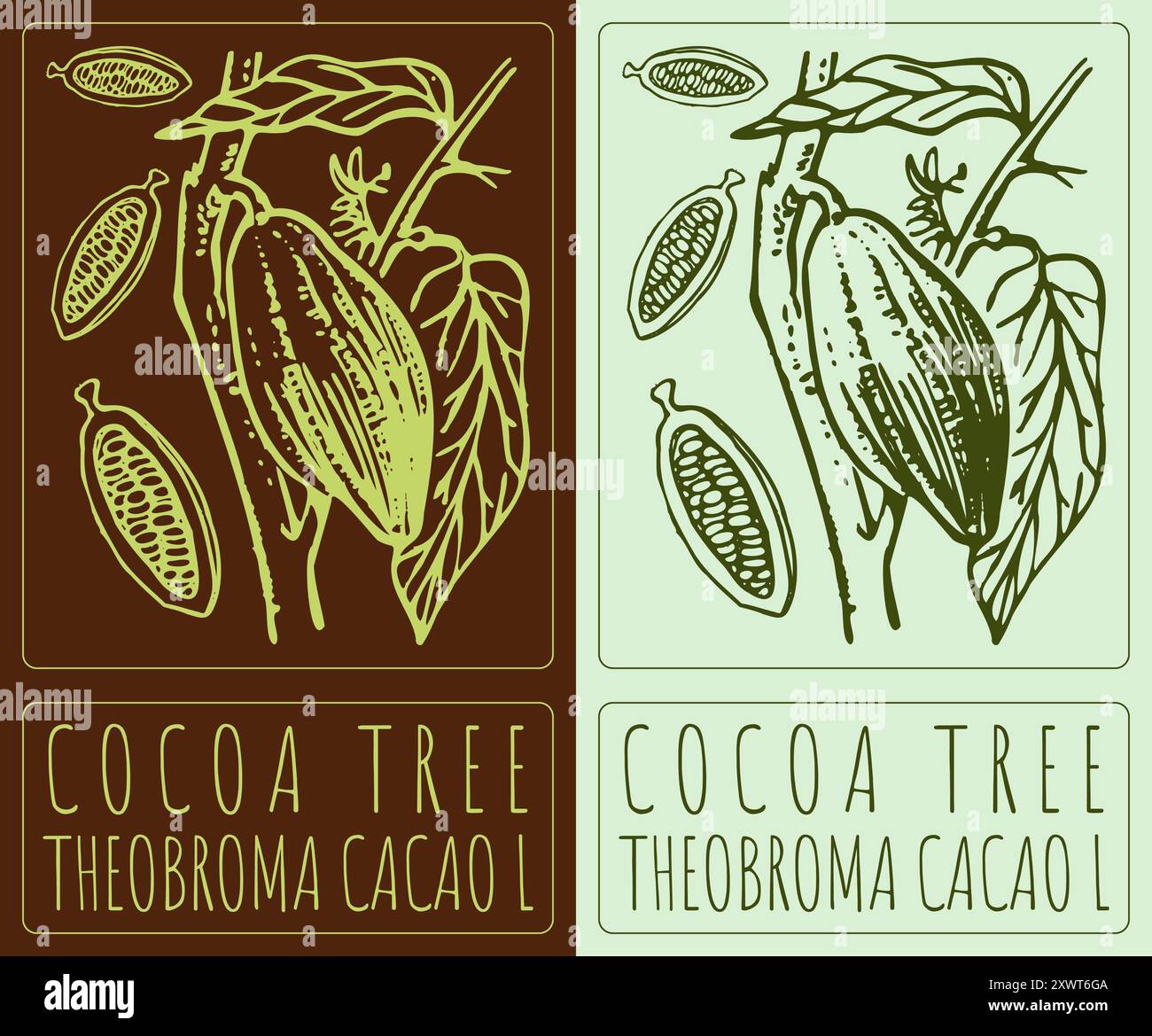 Vector drawing COCOA TREE. Hand drawn illustration. Latin name is ...