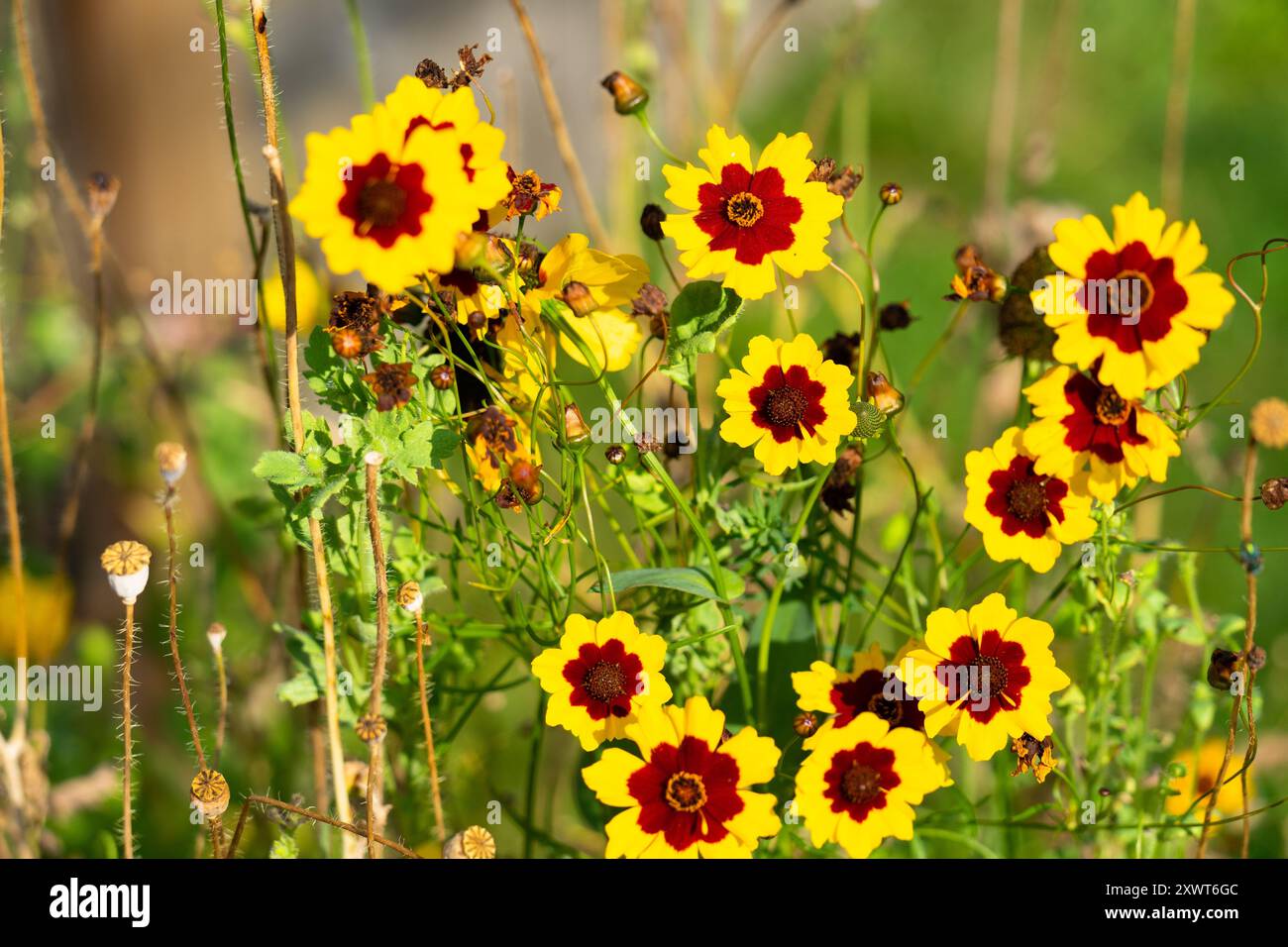 Painted tick seed flowers hi-res stock photography and images - Alamy