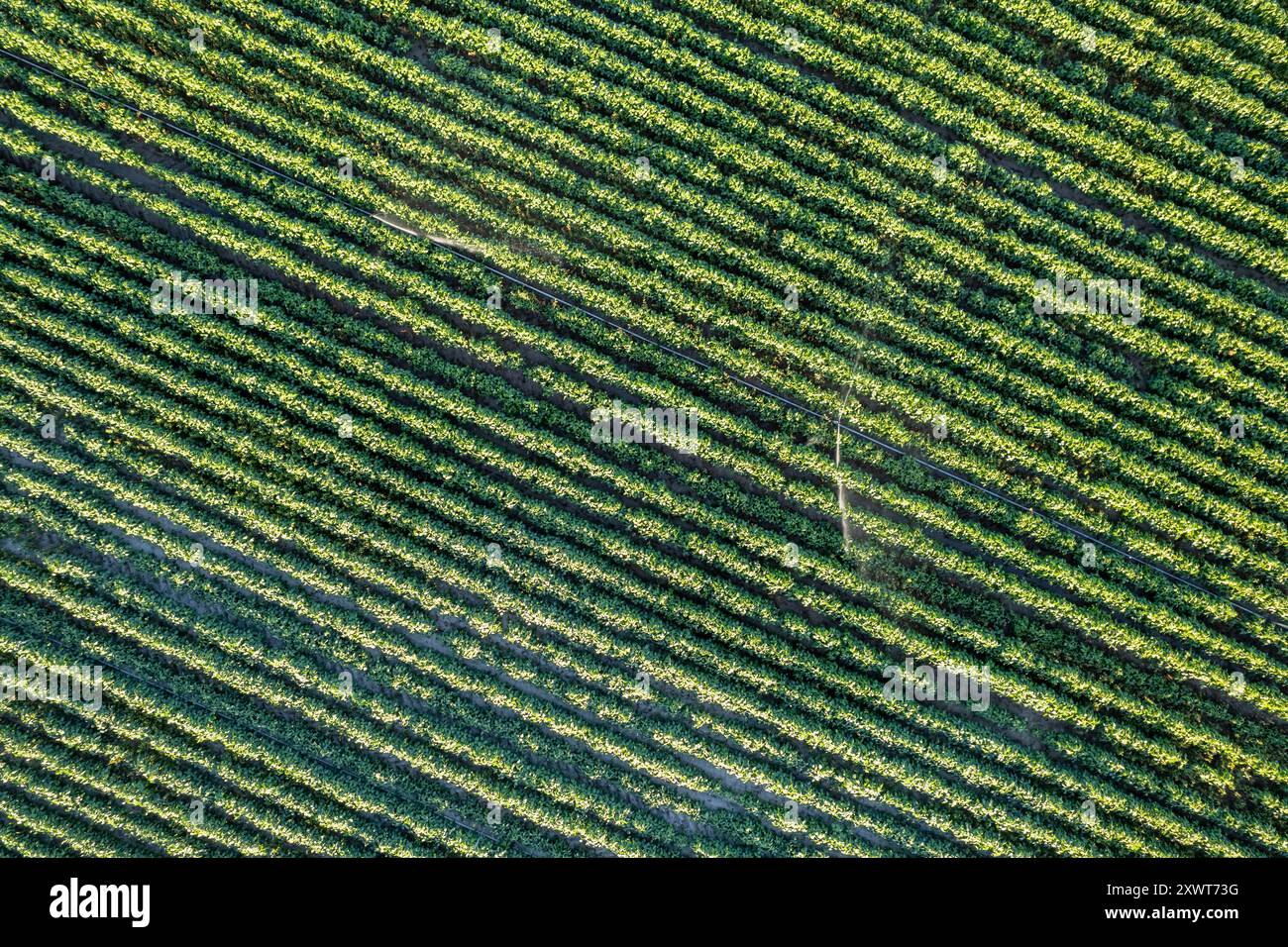 drone aerial zenithal view of a potato field, with the irrigation ...