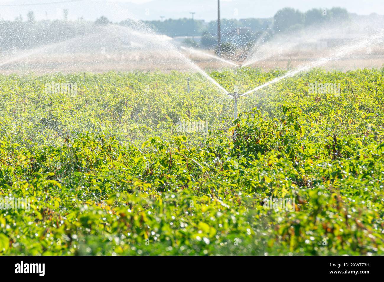 Potato crop irrigation hi-res stock photography and images - Alamy