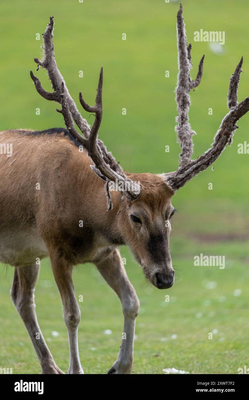 Portrait of a Pere Davids deer (elaphurus davidianus) with antlers in ...