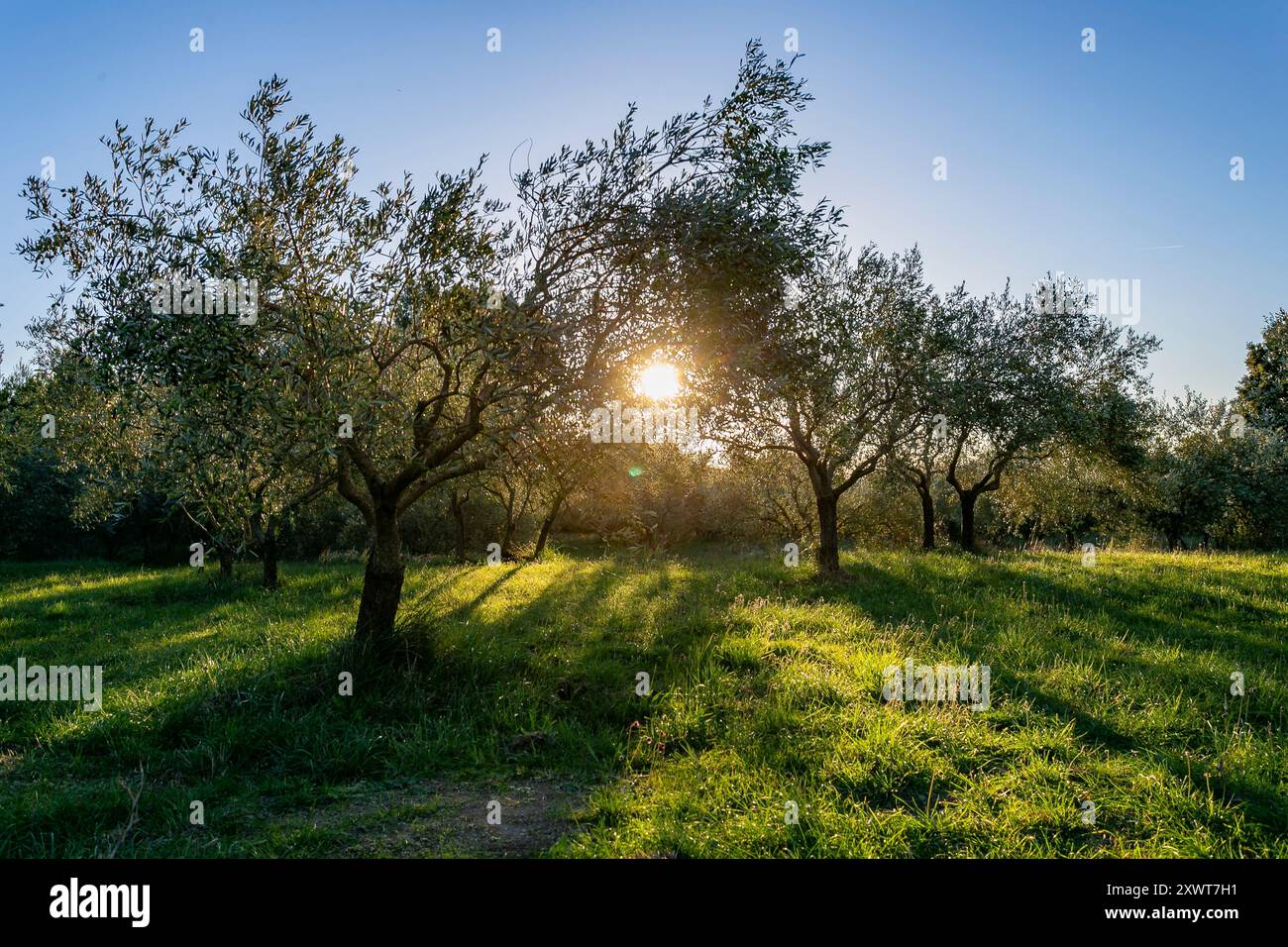 A serene photo of an olive tree orchard at sunrise, reflecting the ...