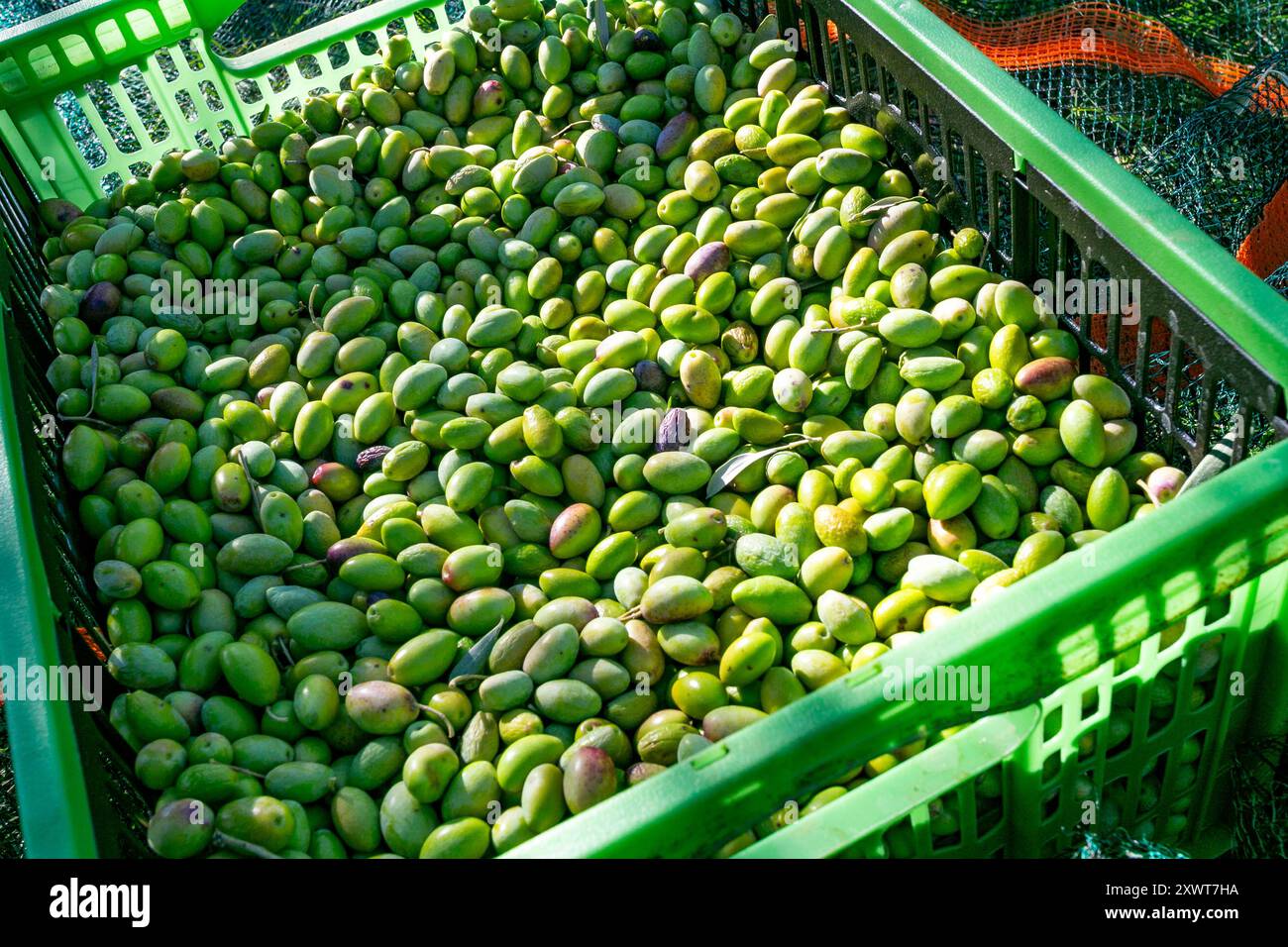 Harvested fresh olives in plastic box for olive oil production. Fresh ...