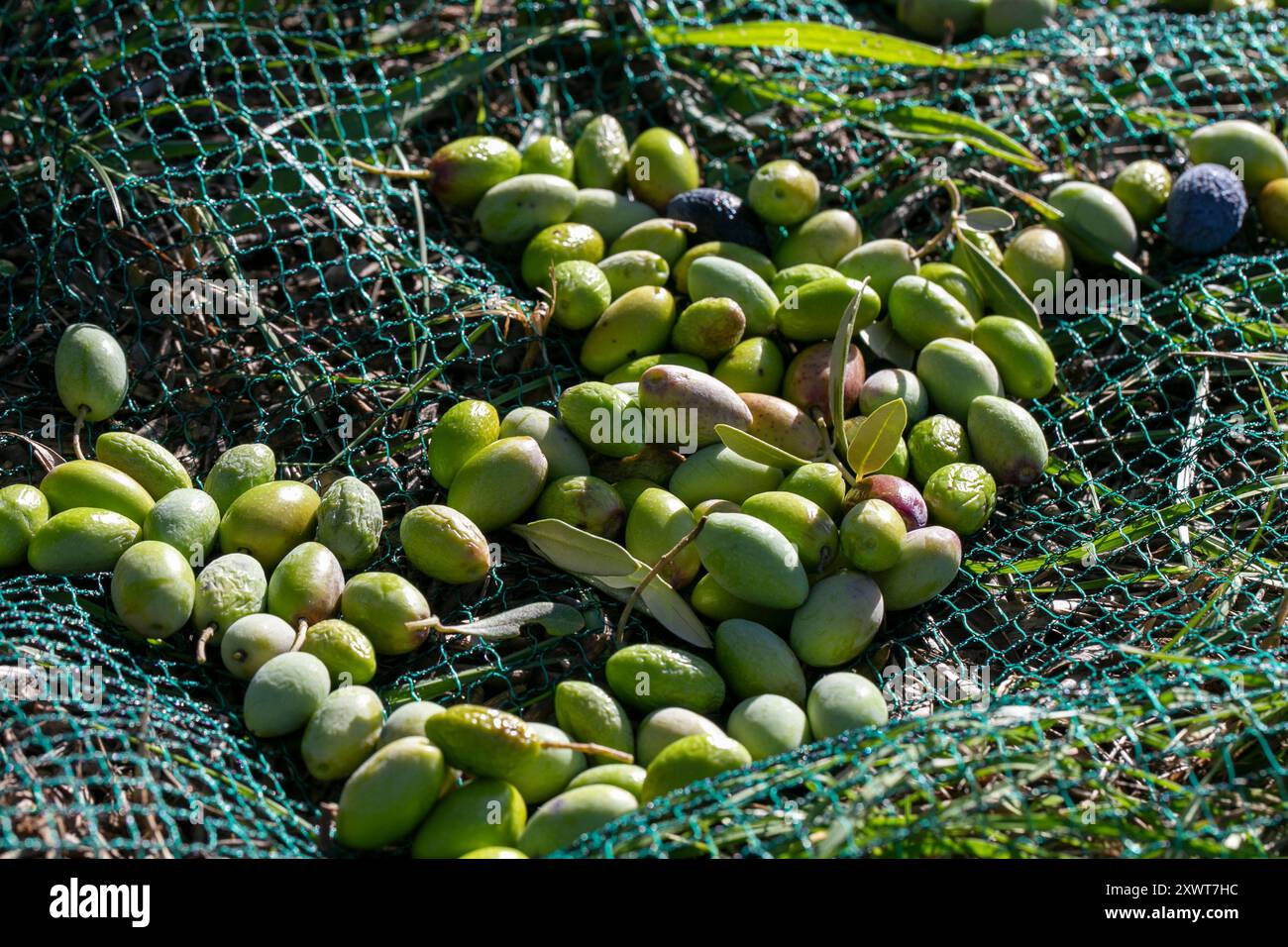 Olive picking, olives on the net after picking. Fresh harvested green ...