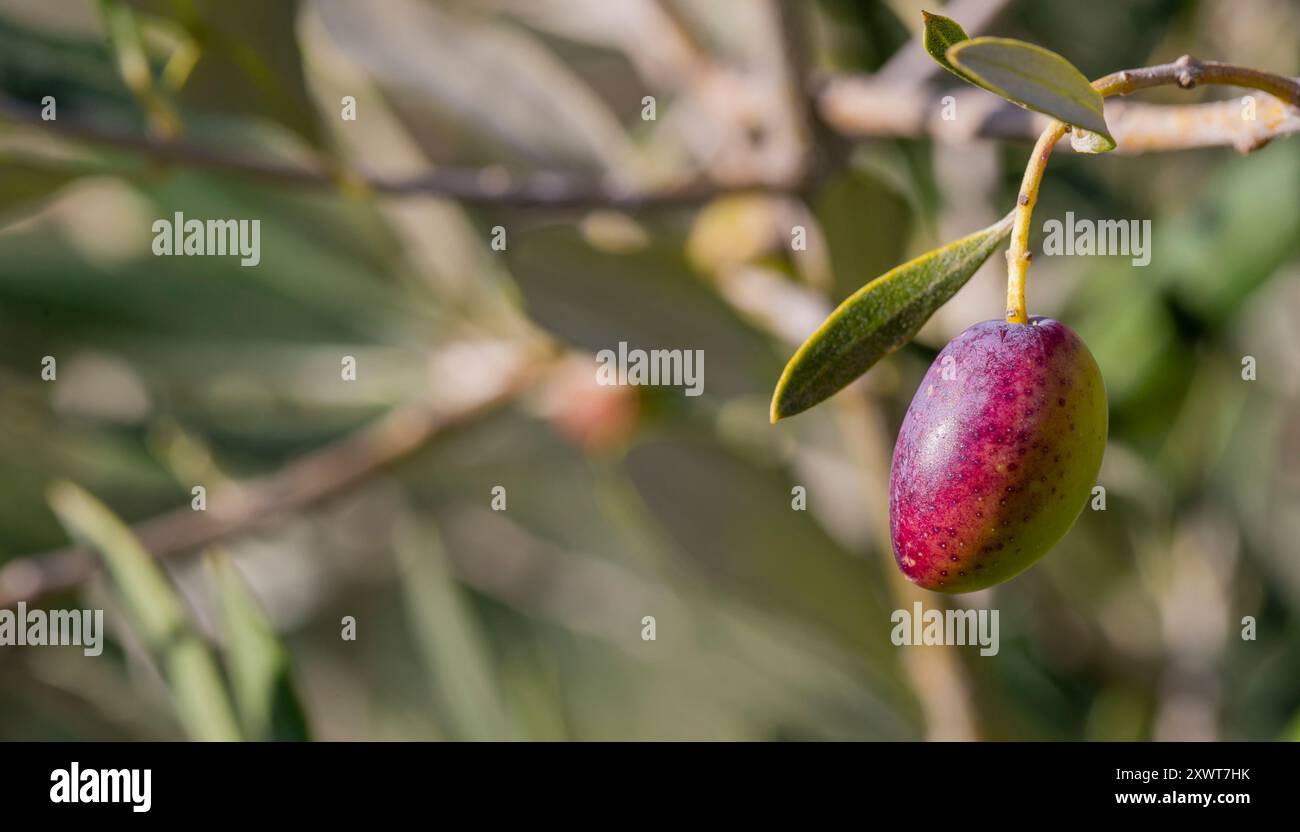 Tree branches with olive fruit. Olives ready to harvest on a sunny day ...