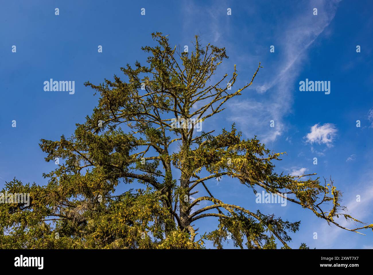 Sitka Spruce, Picea sitchensis, along Pacific Ocean shore in Bottle ...