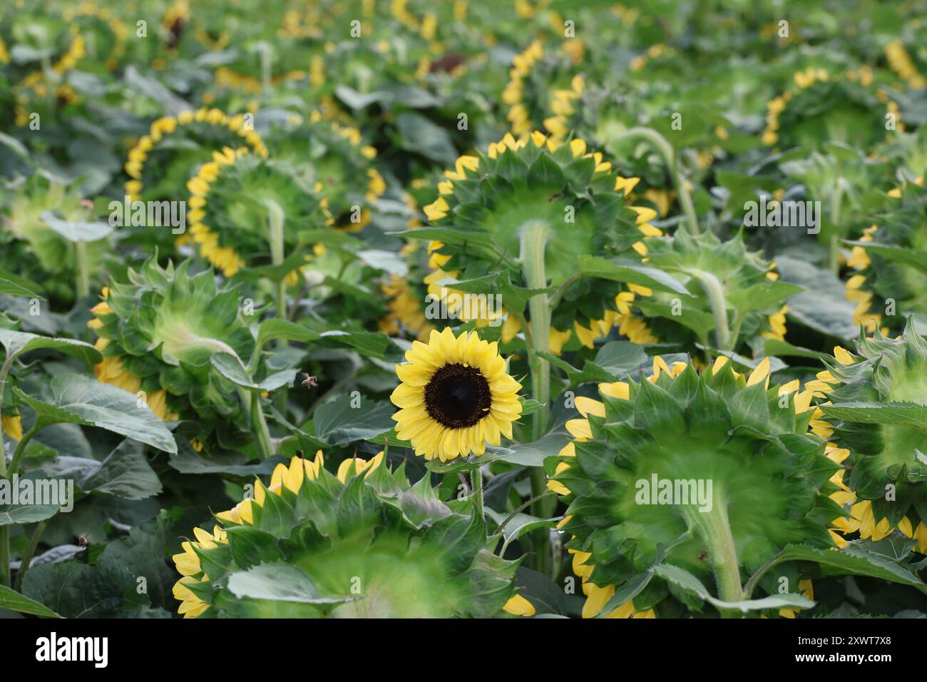 Sunflower facing different direction hi-res stock photography and ...