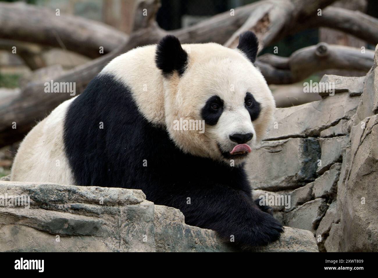 Closeup of a Giant Panda bear Stock Photo - Alamy