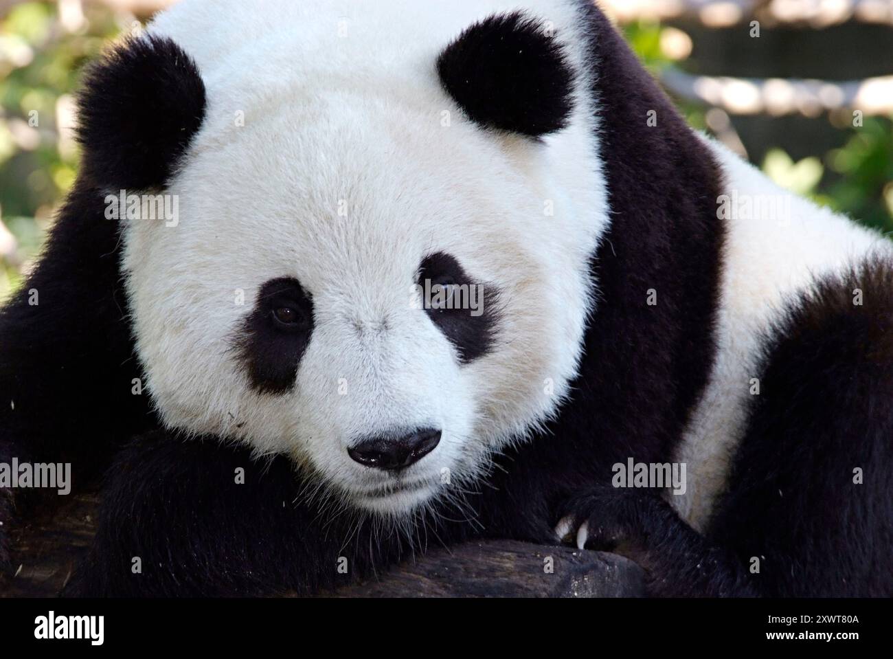 Closeup of the face of a Giant Panda bear Stock Photo - Alamy