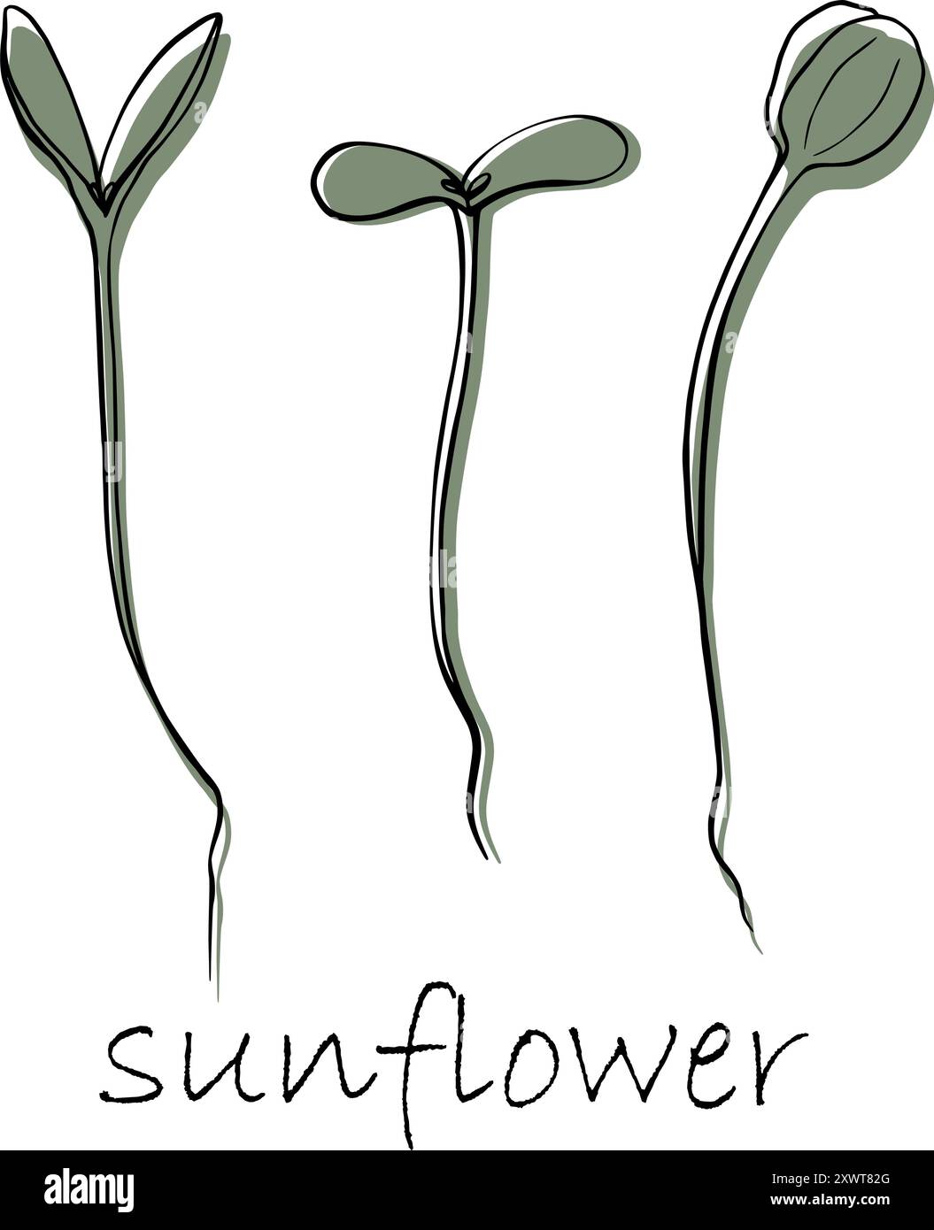 A simple and clean vector illustration of sunflower microgreens ...