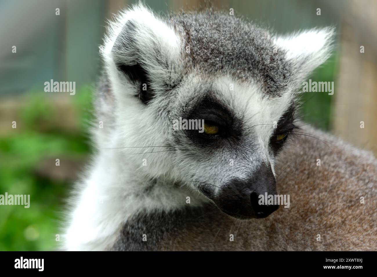 Closeup shot cute lemur hi-res stock photography and images - Alamy