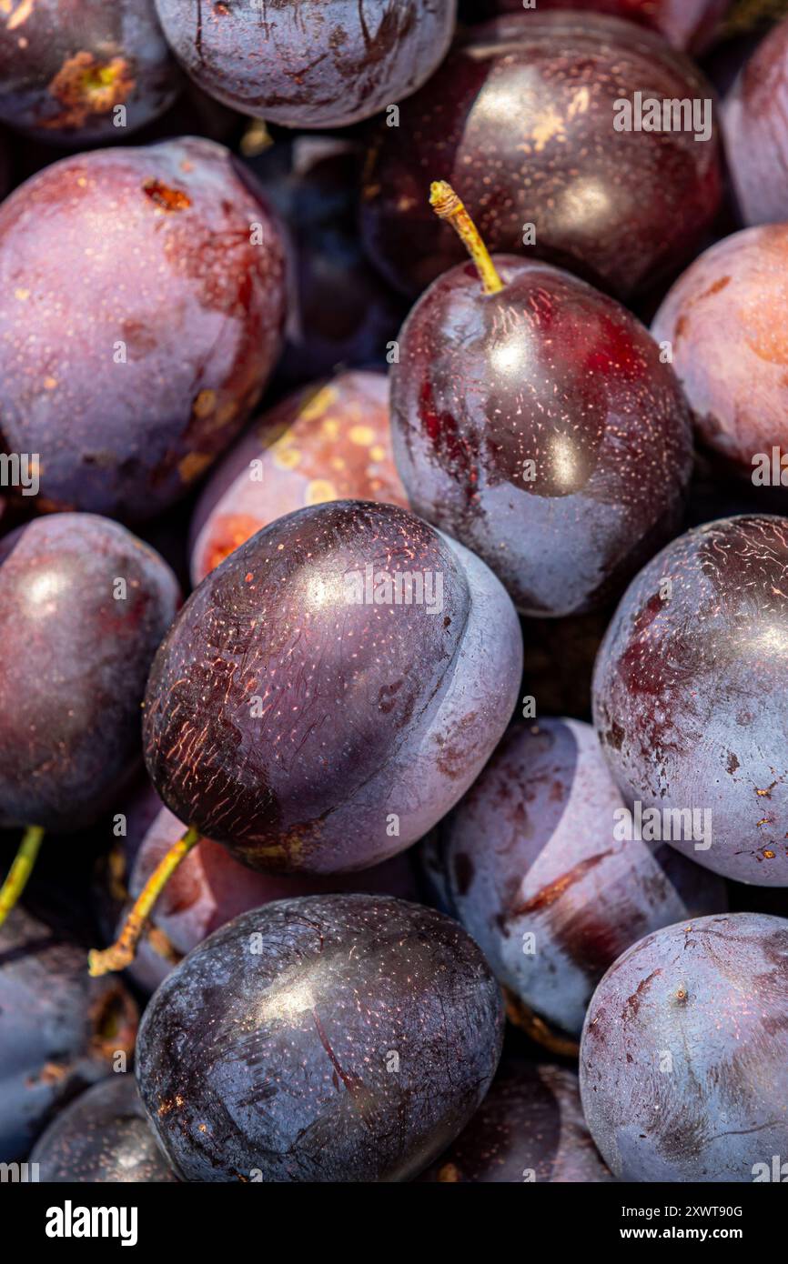 Picked damsons hi-res stock photography and images - Alamy