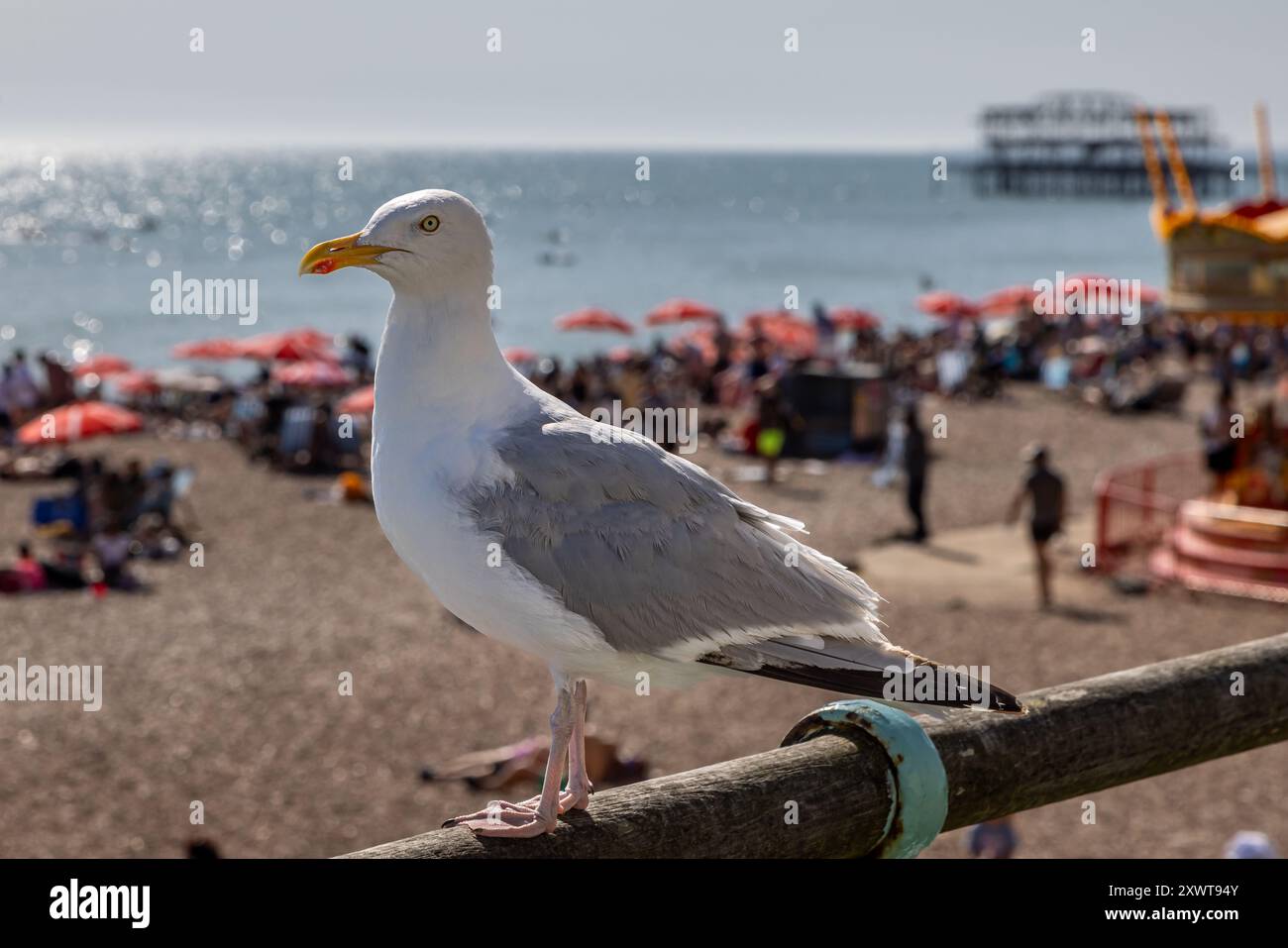 A seagull looking out over Brighton beach on a sunny summer's day, with ...