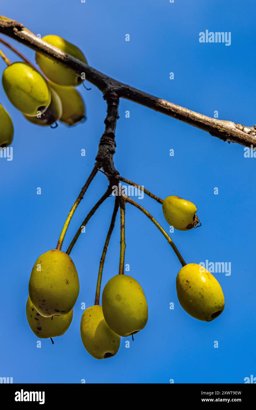 Pacific Crabapple, Malus fuska, with oblong edible fruit in Bottle ...