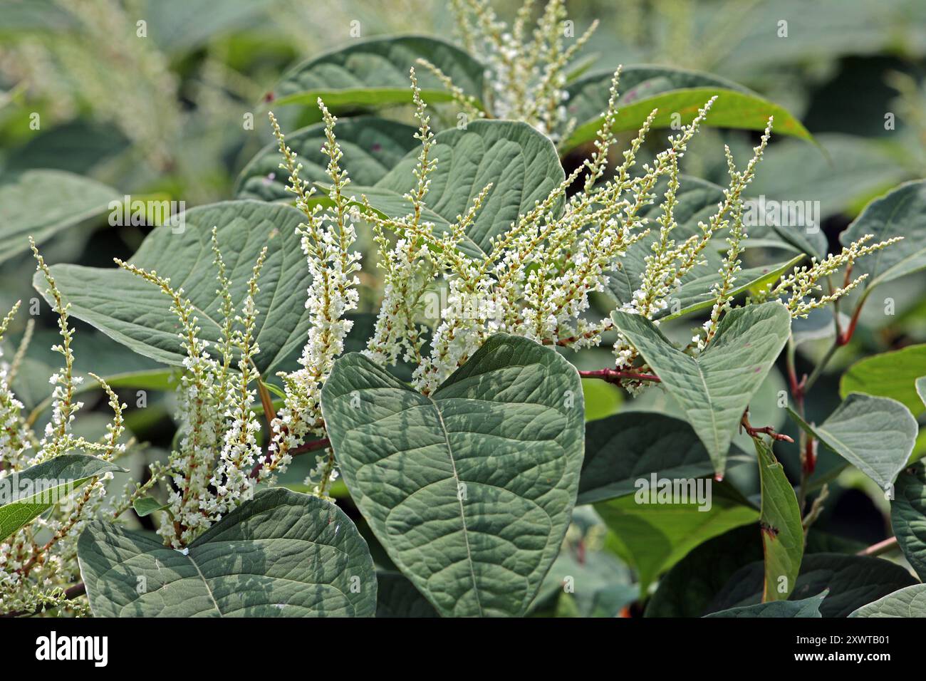 Invasive Neophyten in Deutschland Der Japanische Flügelknöterich blüht ...