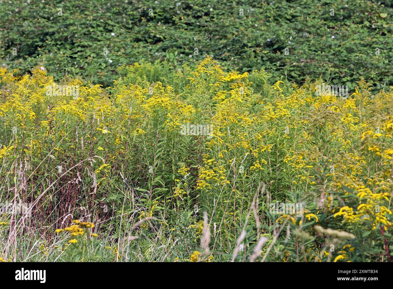 Invasive Neophyten in Deutschland Der Japanische Flügelknöterich blüht ...