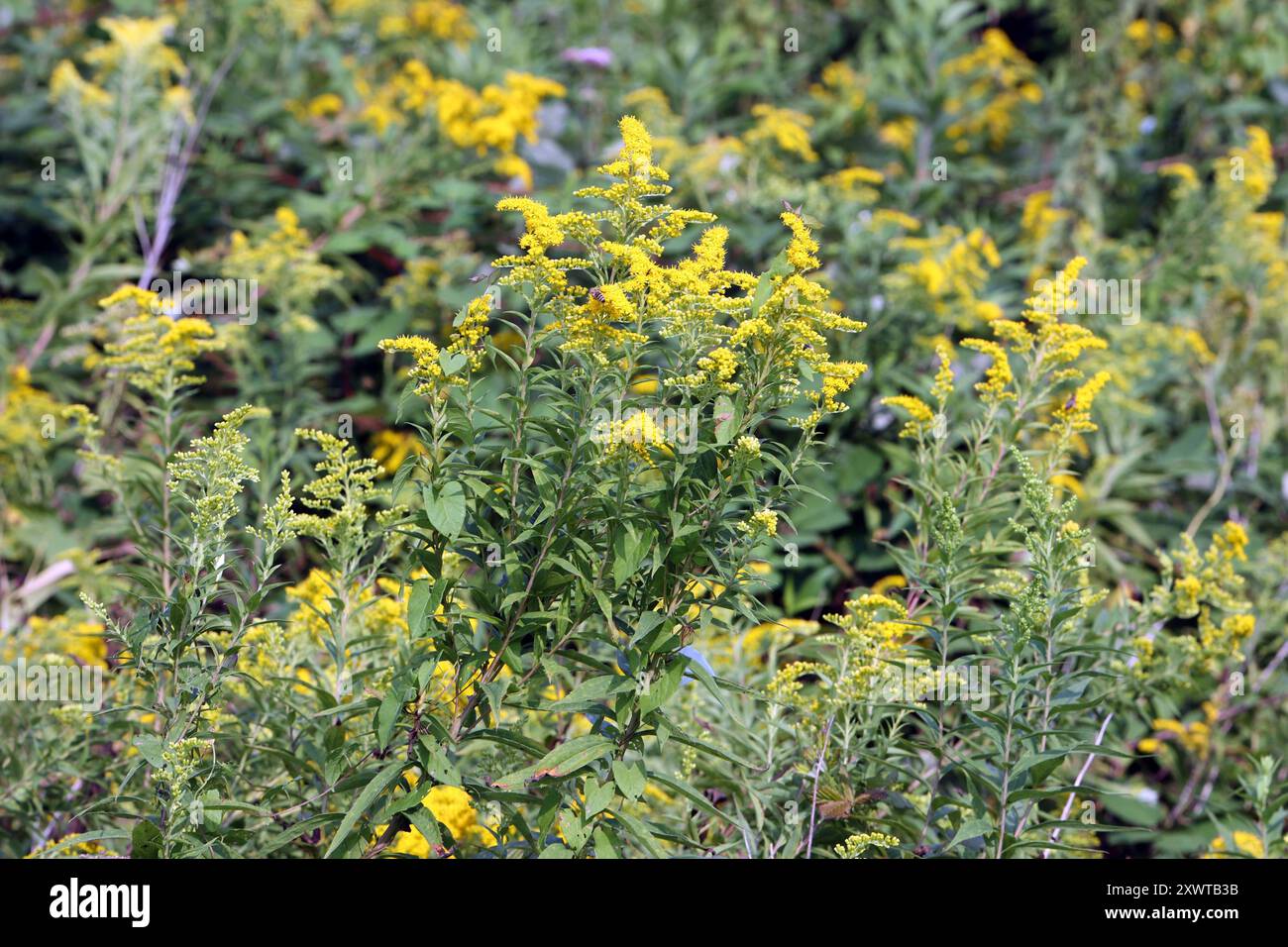 Invasive Neophyten in Deutschland Der Japanische Flügelknöterich blüht ...