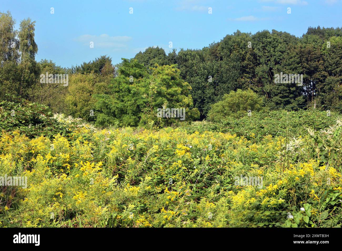 Invasive Neophyten in Deutschland Der Japanische Flügelknöterich blüht ...