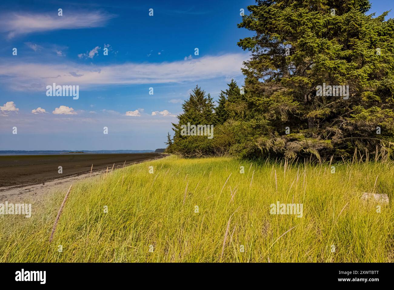 Seagrasses and Sitka Spruce along Pacific Ocean Shore in Bottle Beach ...