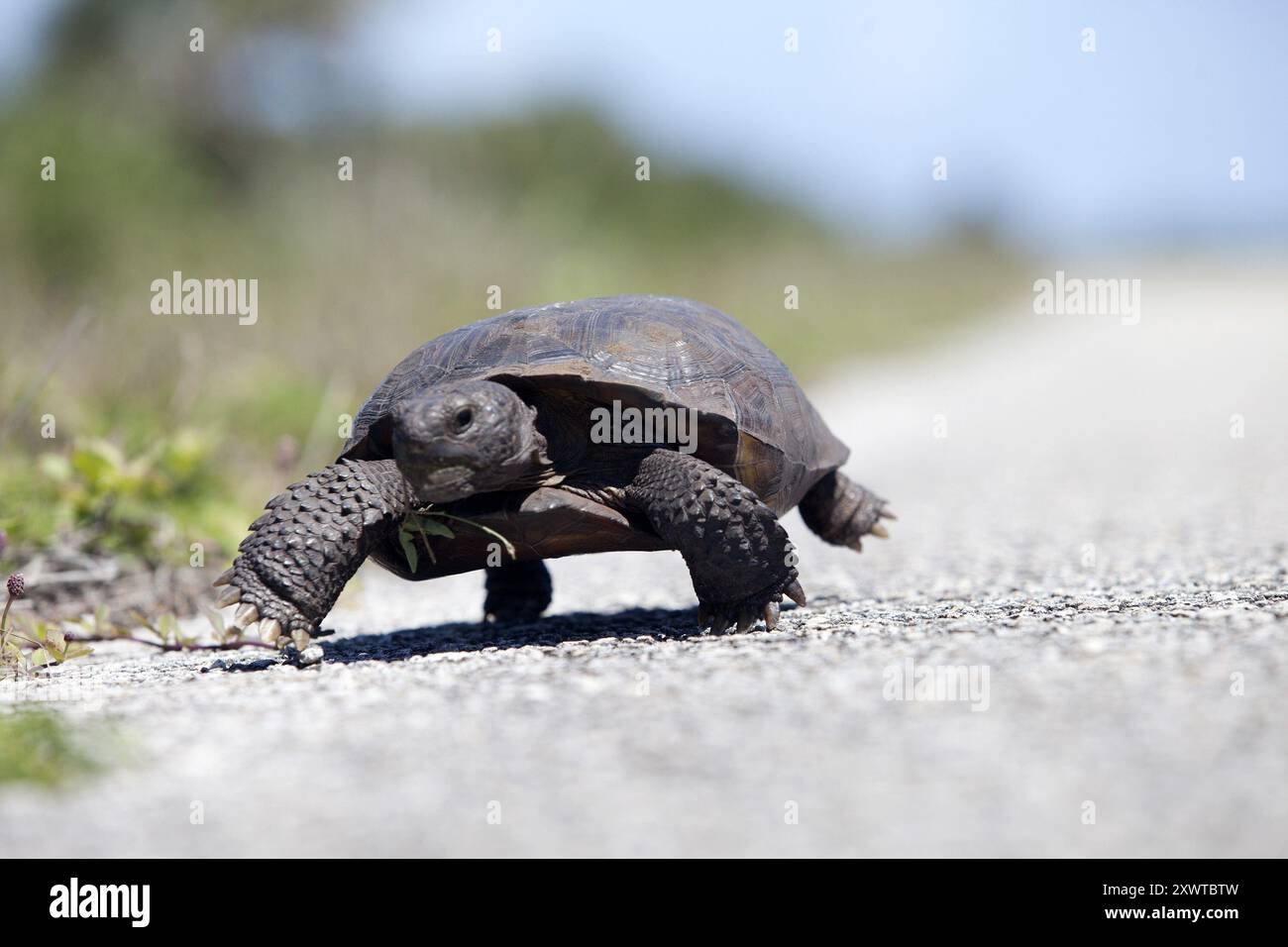 June 4, 2014 - Kennedy Space Center, Florida, USA - Slow and steady ...