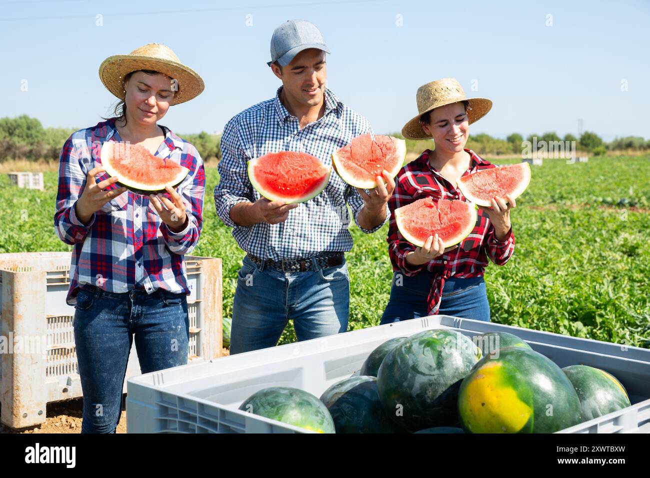 Farmers tasting new harvest of watermelons Stock Photo - Alamy