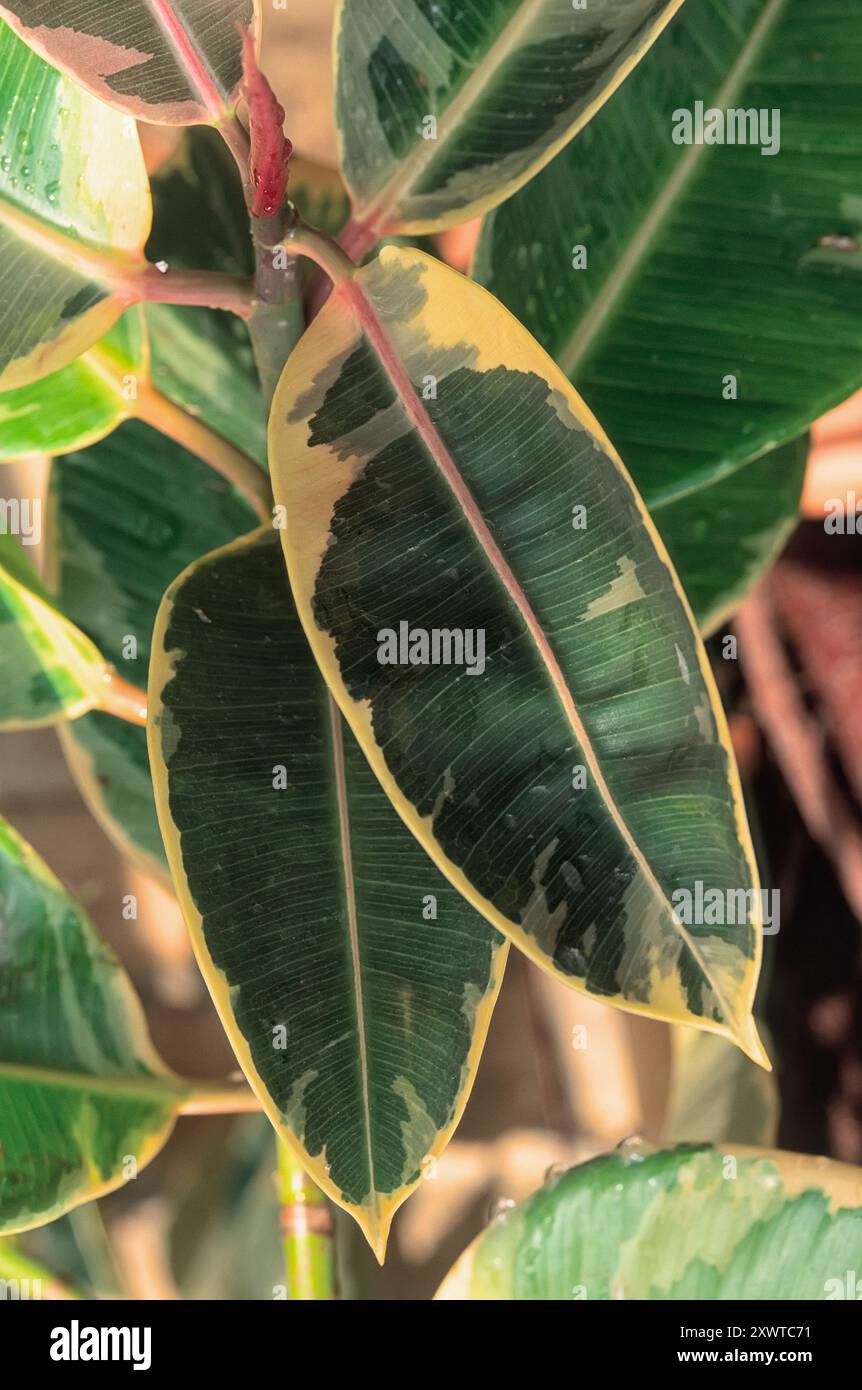 Variegated rubber fig (Ficus elastica Cv. Doescheri), Moraceae ...